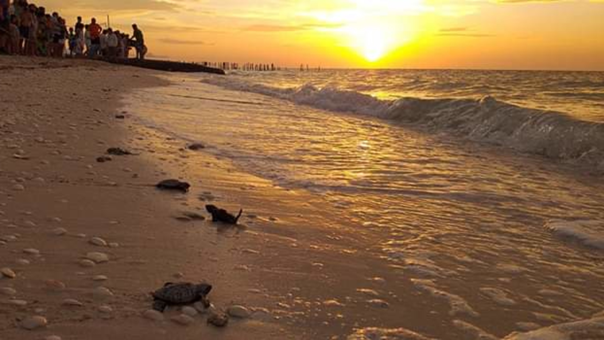 Inicio - Hotel Reef Yucatan - Telchac Puerto - México